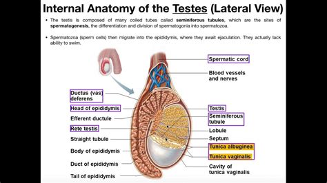 What Best Describes The Ejaculatory Pathway Of Sperm Pregnancy