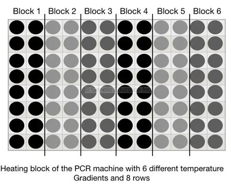 Gradient Pcr Definition Principle Process Functions Biology Notes Online