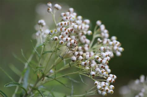 Anaphalis Margaritacea Western Pearly Everlasting With Many White