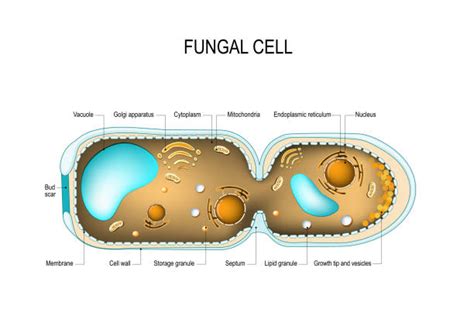 Eukaryotic Cell Illustrations Royalty Free Vector Graphics And Clip Art
