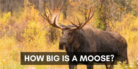 5 Weird Images That Show How Big A Moose Is Rv Troop