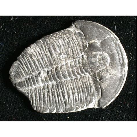 A Fine Middle Cambrian Trilobite Fossil 500 Million Years Old