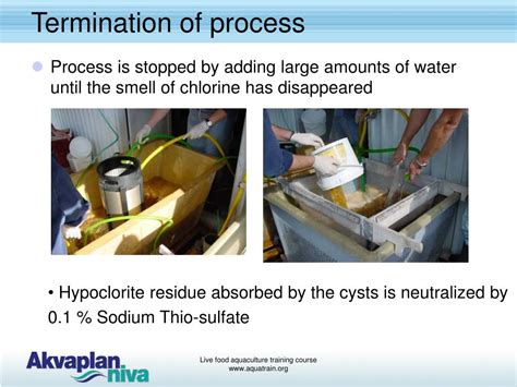 Ppt Demonstration Of Artemia Decapsulation Powerpoint Presentation