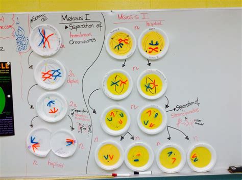 Meiosis Phases Activity