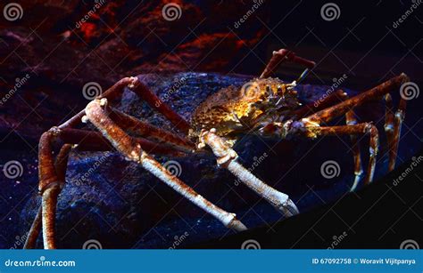 Caranguejo De Aranha Gigante No Aquário Foto de Stock Imagem de