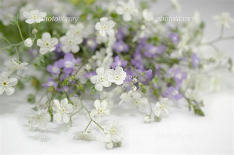 白と紫の花の背景 写真素材 7029992 フォトライブラリー Photolibrary