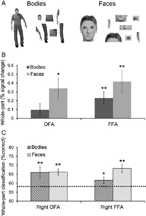 The Response Of Face Selective Areas To Bodies And Faces Presented In