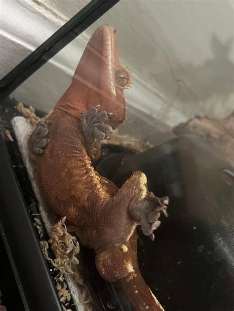 This Picture Makes My Gecko Steve Look Like He Sells Insurance R