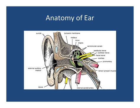 Development Of Earpdf Development Of The Ear The Ear Develops From