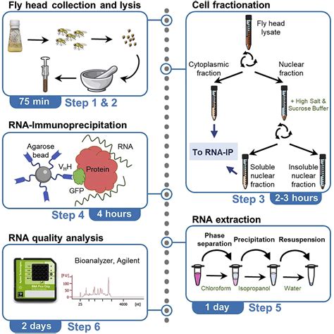 Immunoprecipitation Protocol