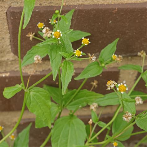 Gallant Soldier Galinsoga Parviflora