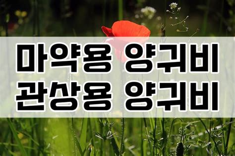 마약용 양귀비 Vs 관상용 양귀비 구분하는 방법 차이점