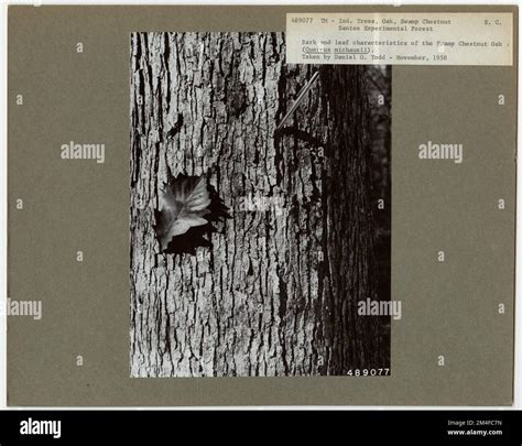 Tree Identification Oak Swamp Chestnut Photographs Relating To