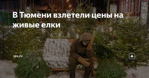 В Тюмени взлетели цены на живые елки УРА РУ Дзен
