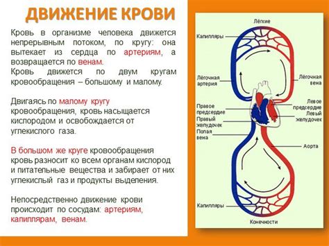 Презентация Кровеносная система человека 4 класс по окружающему