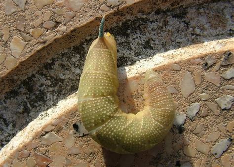 Zvláštní Housenka Pavelmatula Flickr