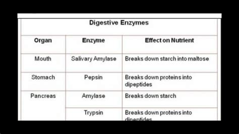 Enzymes In Human Digestive System At Roberta York Blog