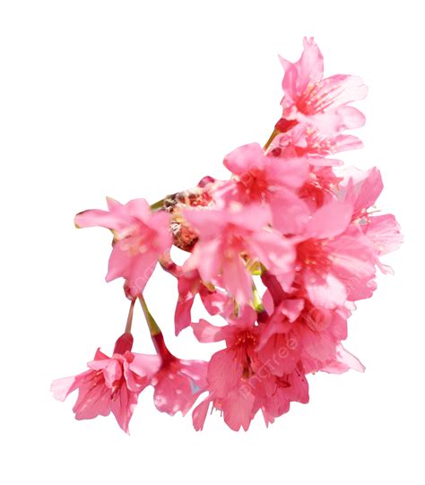 櫻花春天花朵 櫻花 春天 花朵png去背圖片素材免費下載，免摳圖設計圖案下載 Pngtree