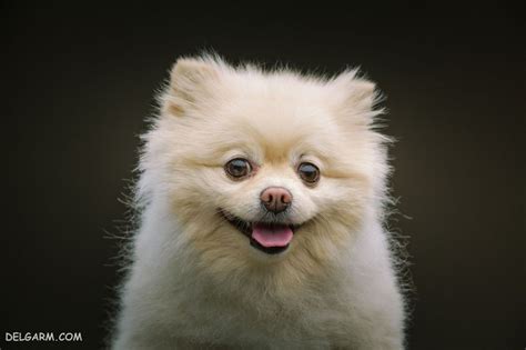 60 عکس بانمک از ملوس ترین سگ های جهان