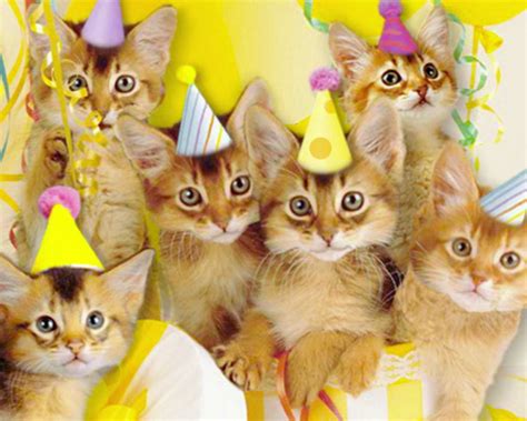 Happy Birthday Cats Singing