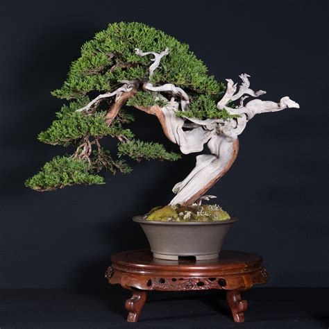A Bonsai Paradise Bonsai Today