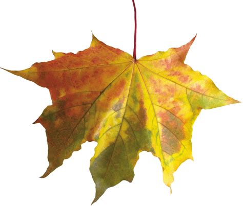 Autumn PNG Leaf