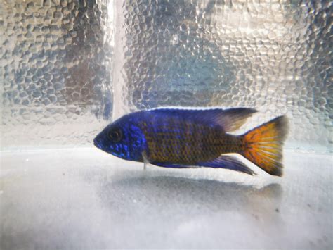 Ngara Flametail 2 Wysiwyg Paradise Tropicals Llc