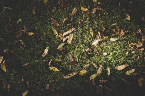 Free Images Nature Grass Plant Leaf Flower Wildlife Jungle