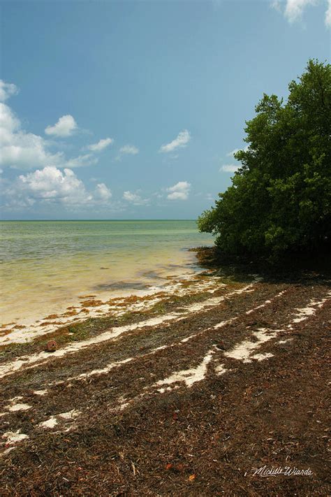 Along The Shore Of Annes Beach Islamorada Florida Photograph By Michelle Constantine Fine Art