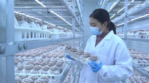 松乳菇栽培技术：探索美味食用菌的人工驯化方法 华网知赴