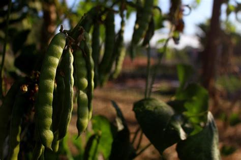 10 Best Types Of Bean Plants To Grow At Home With Pictures House Grail