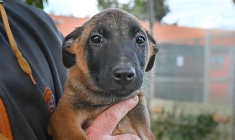 Adoption de Nevada Indéfinie chien chien croise région Occitanie