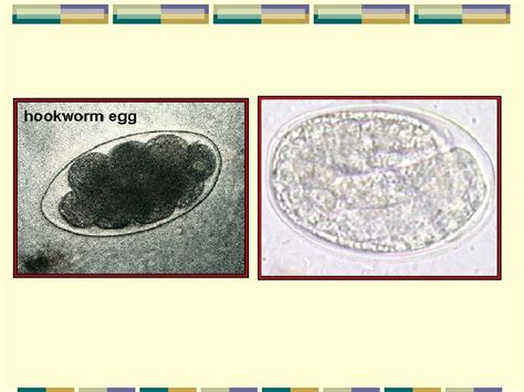 Hookworms Ancylostoma Spp And Necator Spp Human Hookworm
