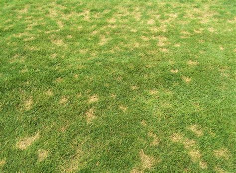 Dollar Spot Disease Its Going To Cost More Than A Dollar To Fix This