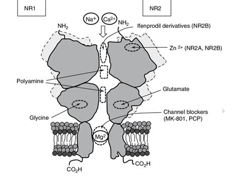 1 Structure Of Nmdars And Location Of Ligand Binding Site Download Scientific Diagram