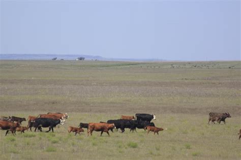 How Do Antibiotics Cause Farm Animals To Gain Weight Quora