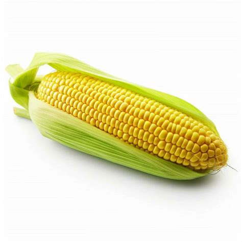Hybrid Corn At Best Price In Ahmedabad By Badrinathtransworld Private