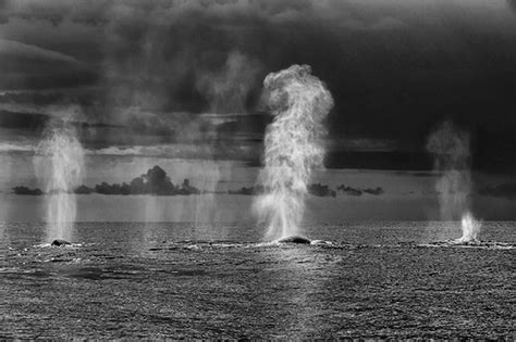 Photographer Spends 25 Years Trying To Document The Majestic Beauty Of