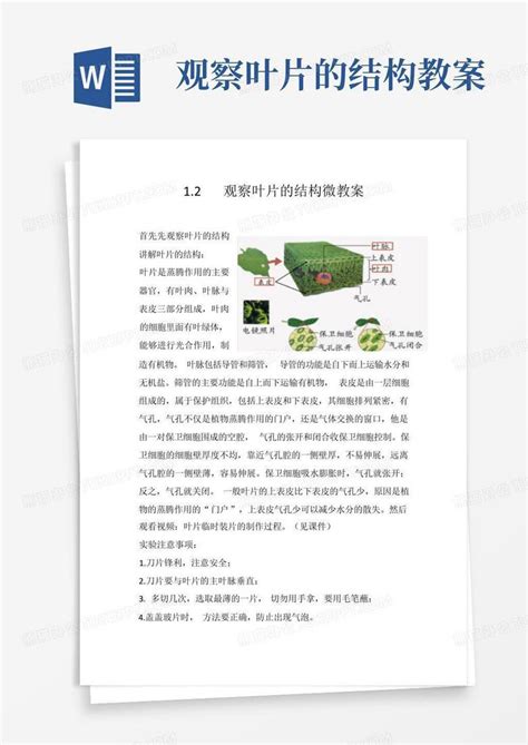 观察叶片的结构教案Word模板下载 编号qowxnbdr 熊猫办公