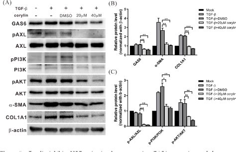 Figure 1 From Corylin Attenuates Ccl4 Induced Liver Fibrosis In Mice By