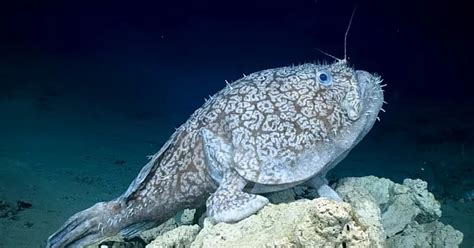 Así Es El Misterioso Pez Que Descubrieron En El Golfo De México