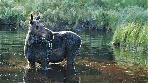 600 Free Moose And Nature Images Pixabay