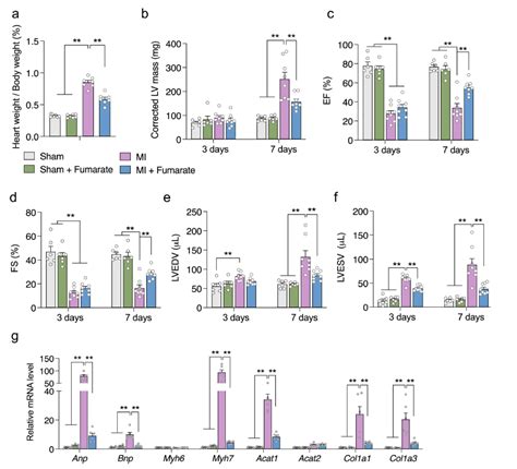 客户案例 Nc：线粒体复合体Ⅱ组装在扩张型心肌病发生中的重要机制肿瘤细胞氨基酸代谢非靶向代谢脂质多组学代谢流检测分析脂肪酸定量肠道微生物菌群检测 麦特绘谱