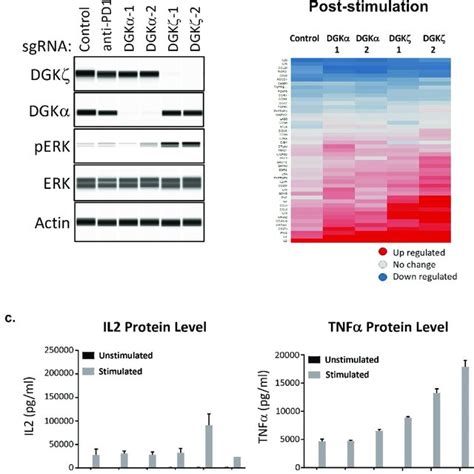 Crispr Cas9 Knockout Of ζ Resulted In Enhanced Tcr Signaling And T Cell