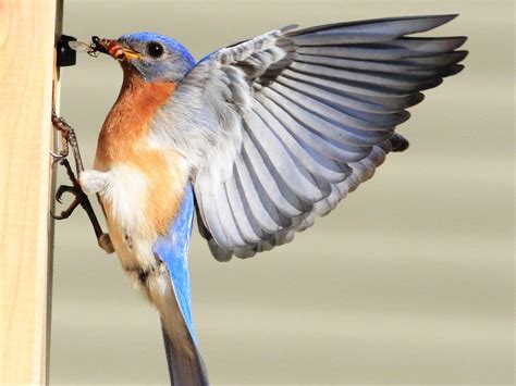 Bluebird Wings