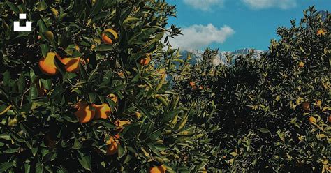 오렌지 과일 나무 사진 Unsplash의 무료 스페인 이미지