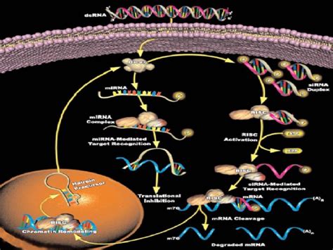 Short History Of Post Transcriptional Gene Silencing презентация онлайн