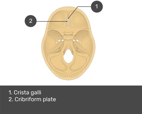 Ethmoid Bone Anatomy Getbodysmart