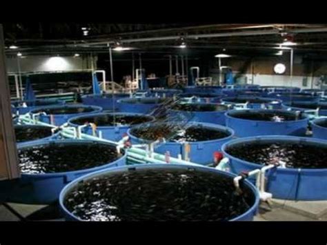 Qualified Fish Feed Extruders And Feed Production Line By Expert