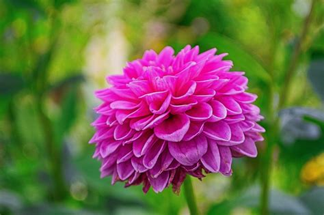 달리아 꽃 보라색 Pixabay의 무료 사진 Pixabay